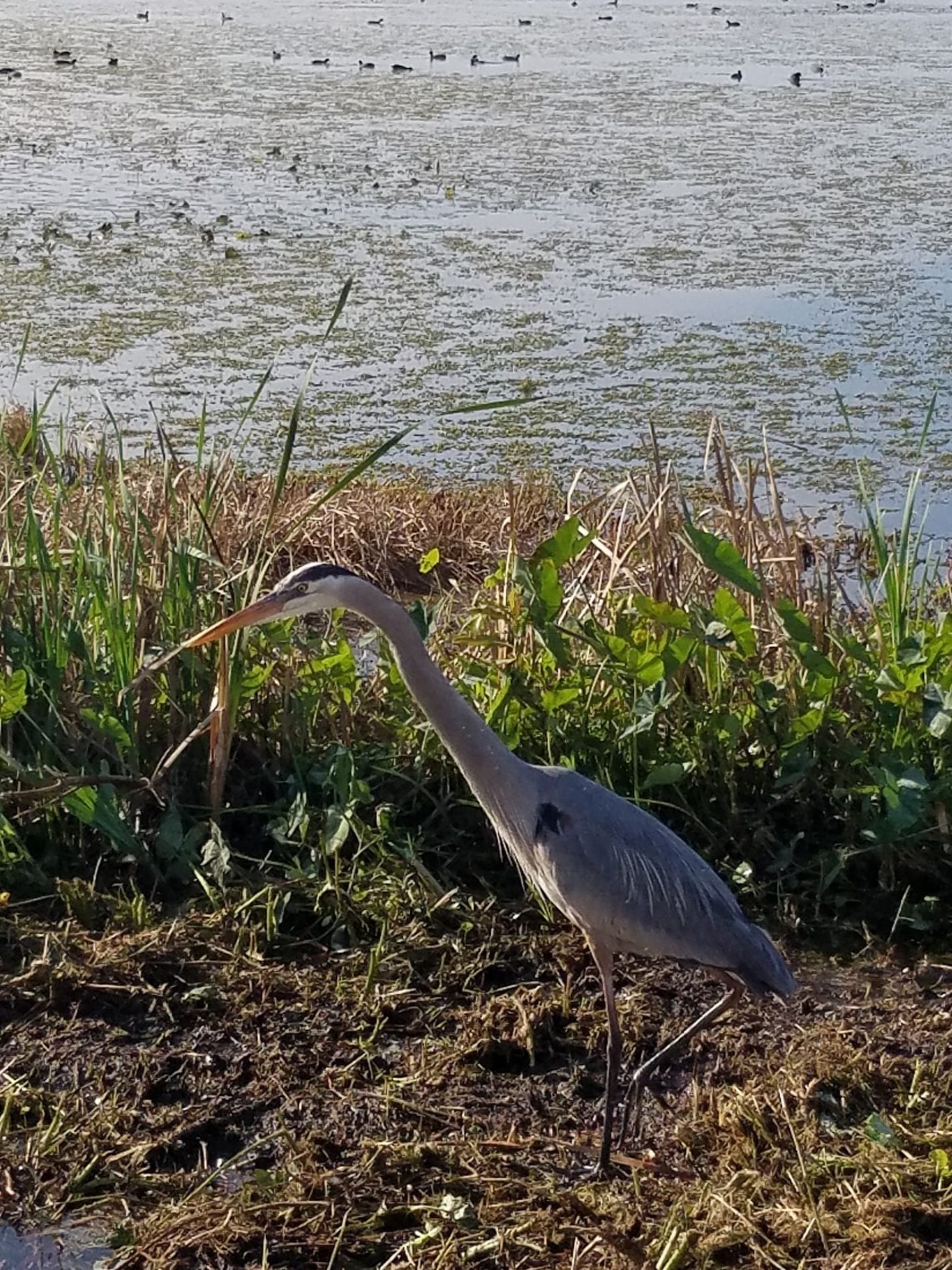 Mangrove Forest Why Are Mangroves Important to our coastline