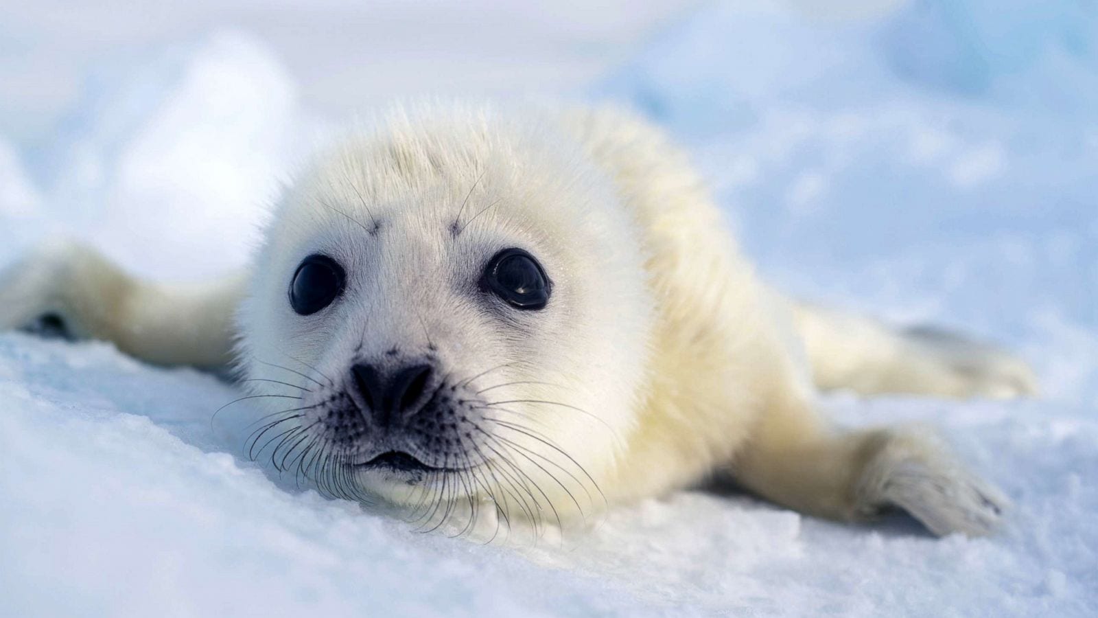 Seals - How Are They Affected by Human Activity? | Ocean Blue Project