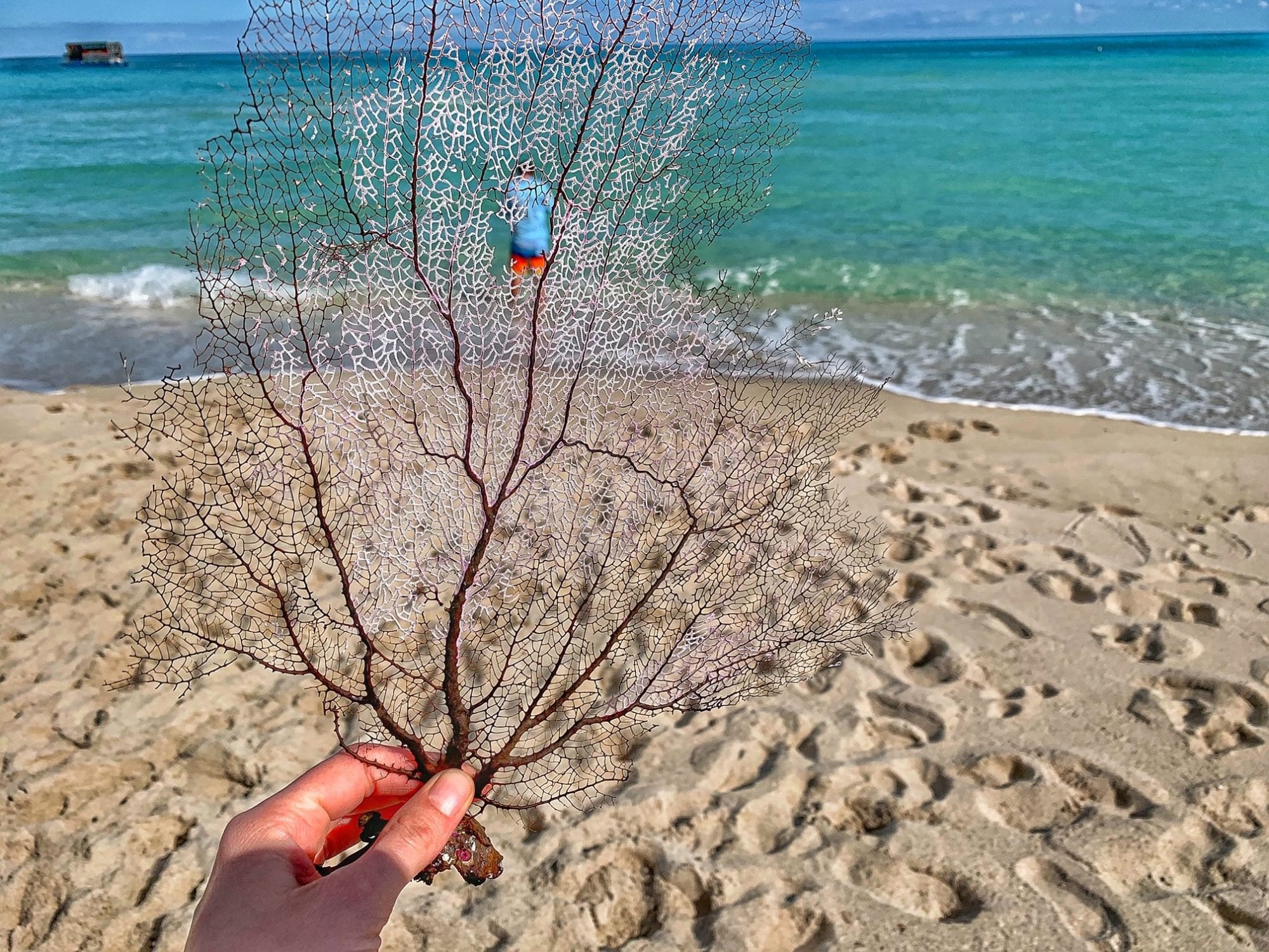 30 New Marine Species Discovered In The Ocean