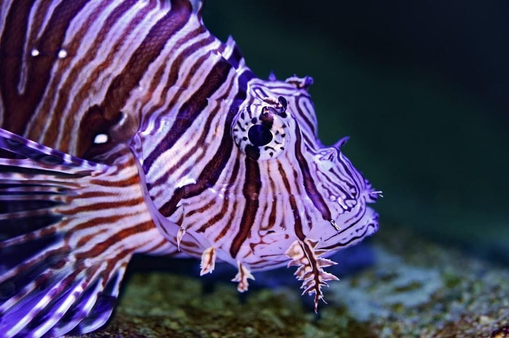 Colossal Coral Reef Found Alongside a Natural Wonder of the World
