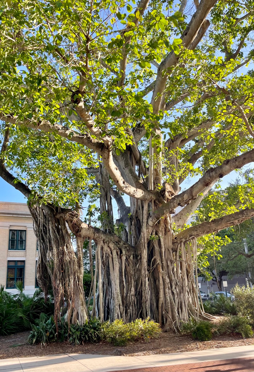 5 Unique Facts About The Banyan Tree